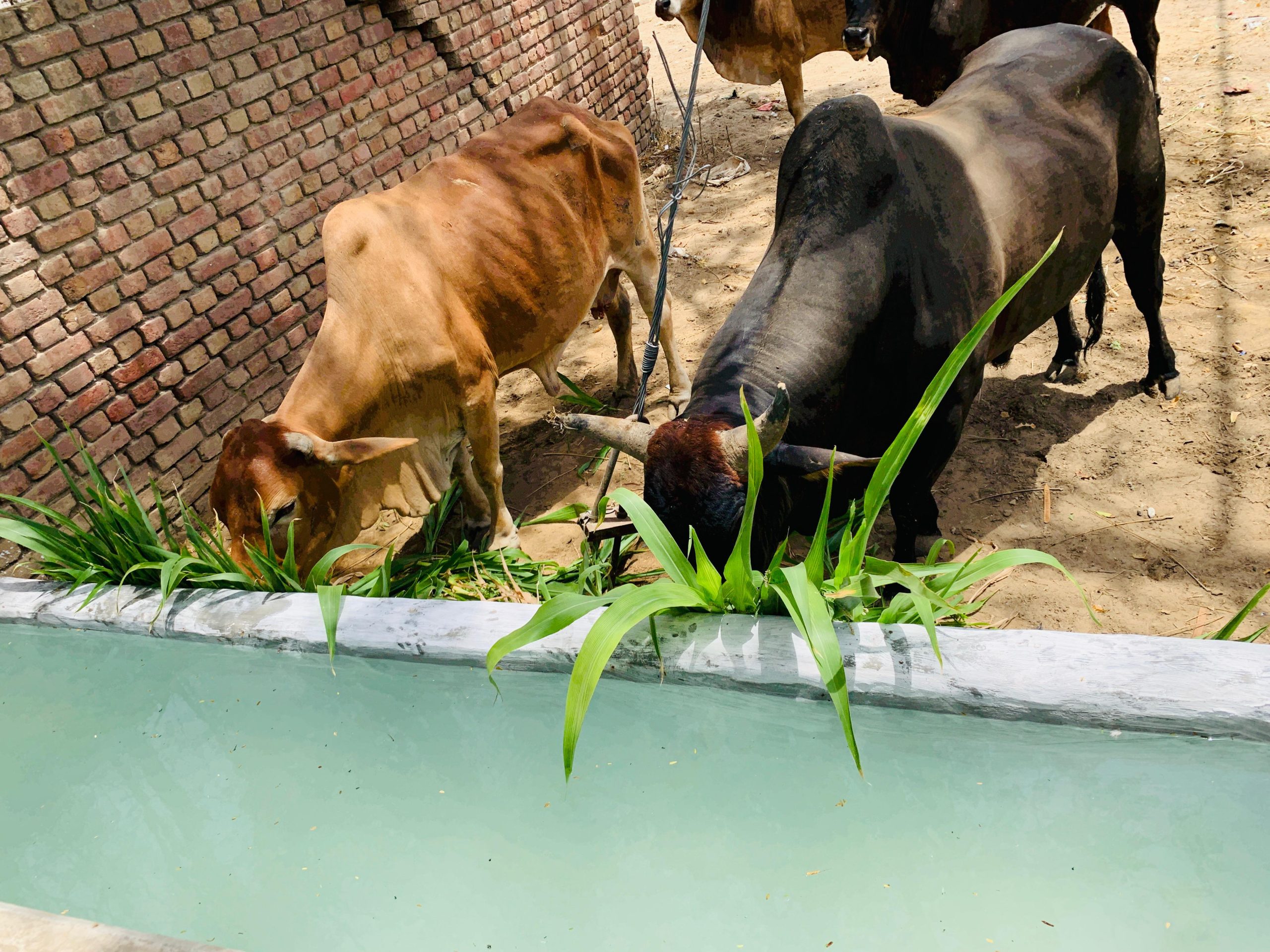 New Drinking Water Khel for Cattle